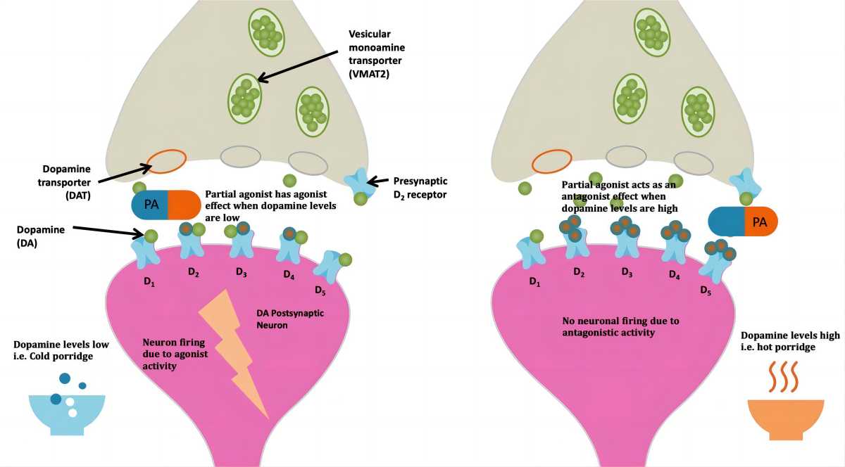 Brexpiprazole: Unveiling Its Mechanism of Action and Manufacturer's ...