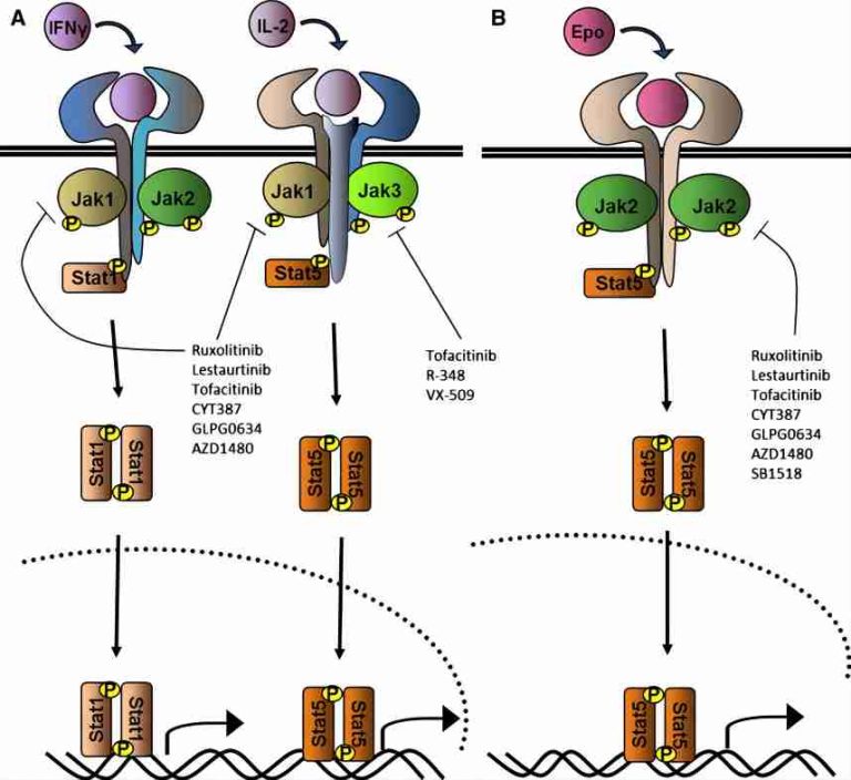 How Ruxolitinib API Drives Jakafi's Effectiveness in Myelofibrosis and ...
