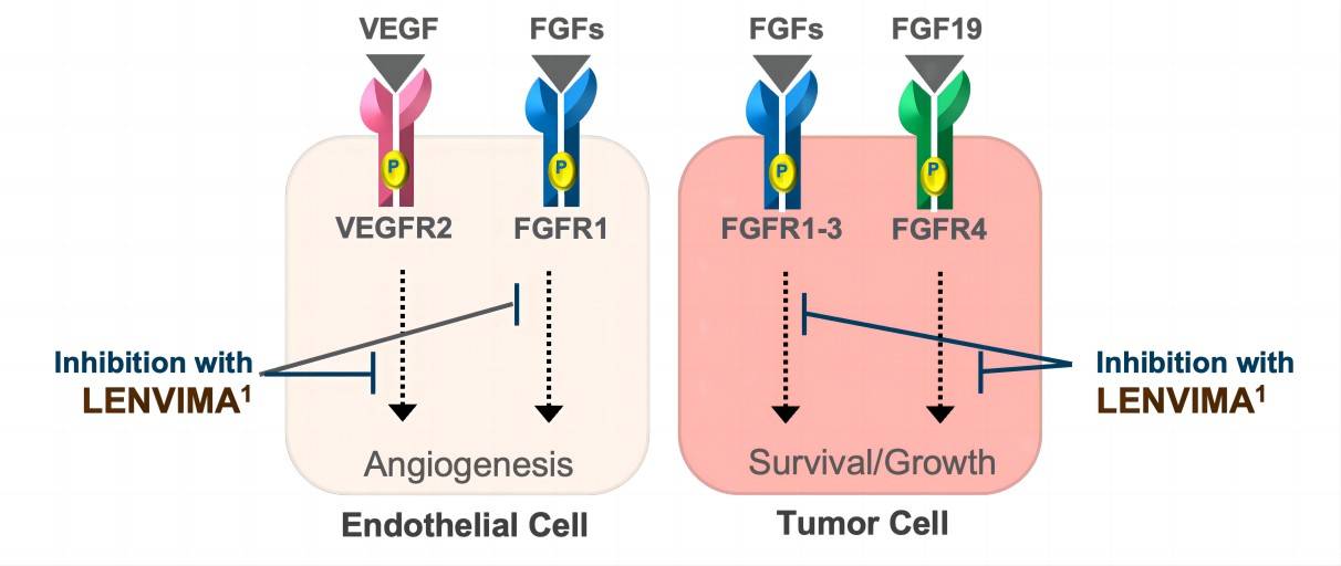Understanding Lenvatinib: Mechanism, Side Effects, and Potential ...